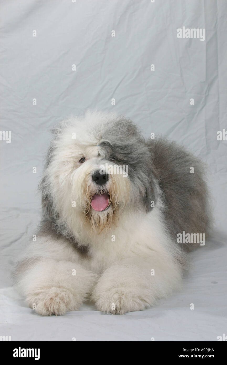 Old English Sheepdog / Bobtail Stock Photo - Alamy