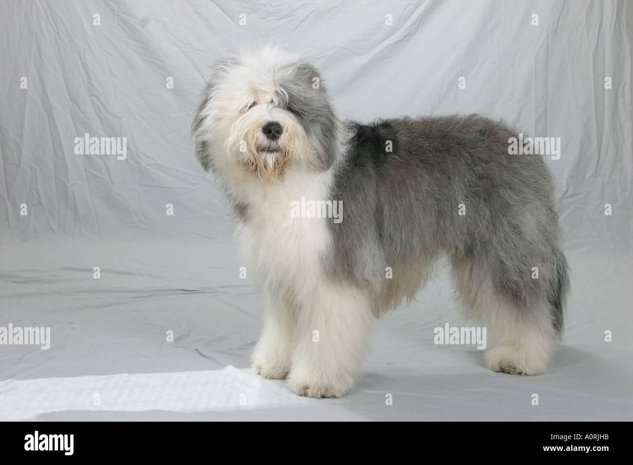 Bobtail indoors hi-res stock photography and images - Alamy