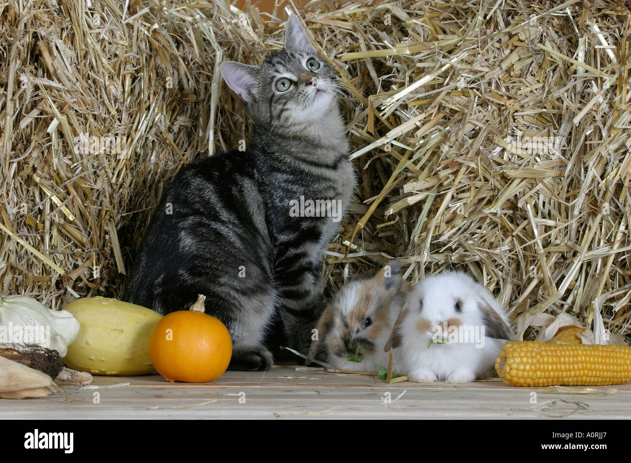 Cat rabbit hi-res stock photography and images - Alamy