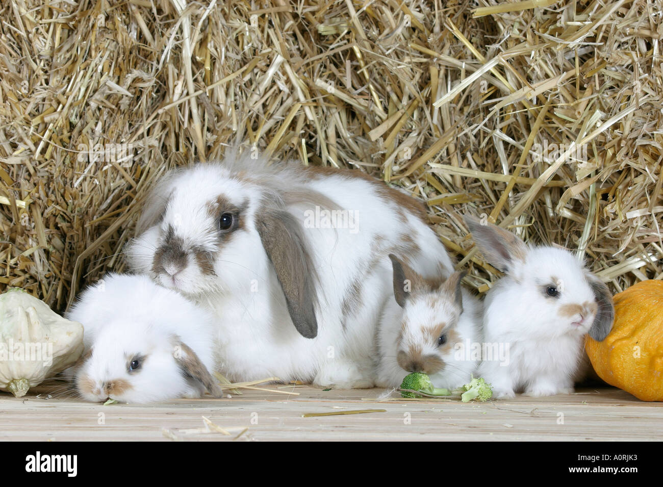 Lop-eared Dwarf Rabbit Stock Photo - Alamy