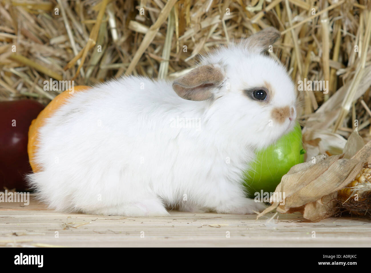 Lop-eared Dwarf Rabbit Stock Photo - Alamy