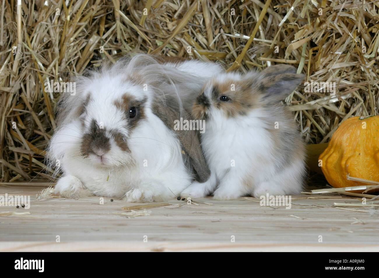 Lop-eared Dwarf Rabbit Stock Photo - Alamy