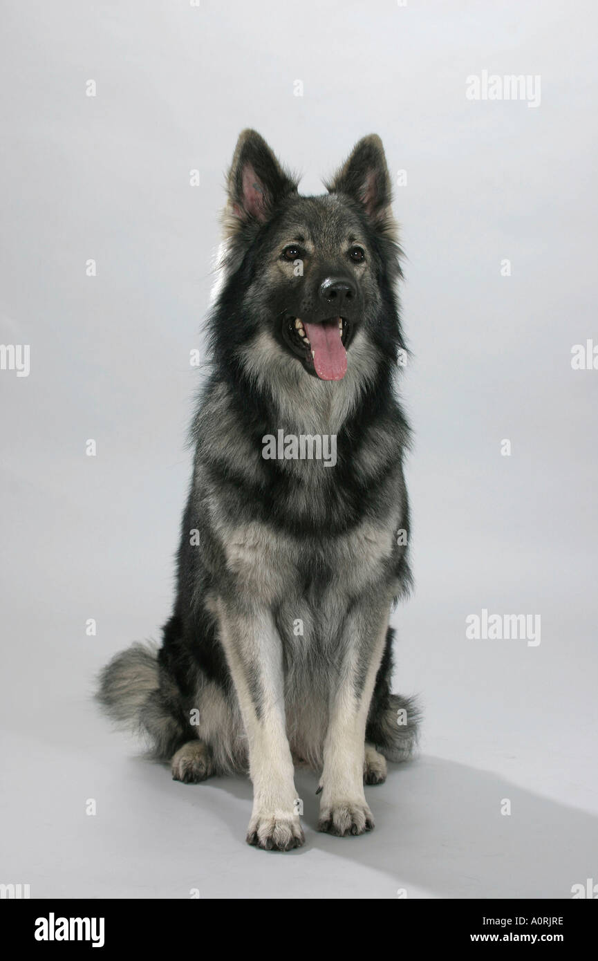 German Shepherd Dog / Alsatian Stock Photo - Alamy