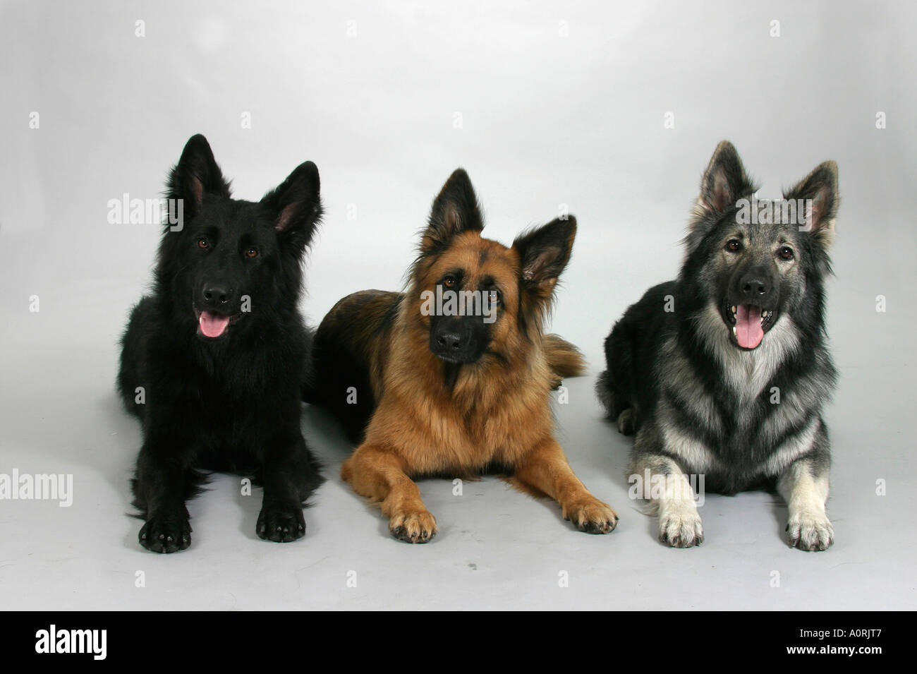 German Shepherd Dog / Alsatian Stock Photo - Alamy