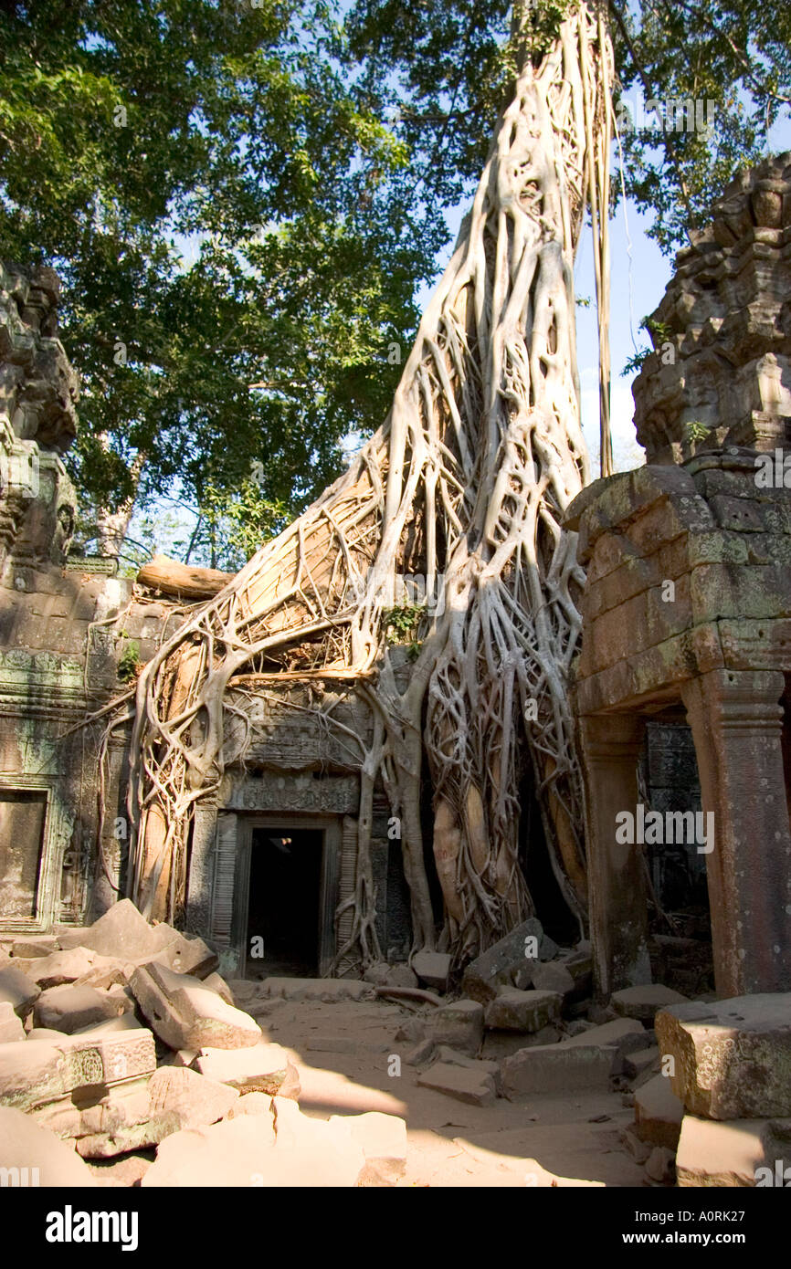 Most Famous Tree in Cambodia Stock Photo - Alamy