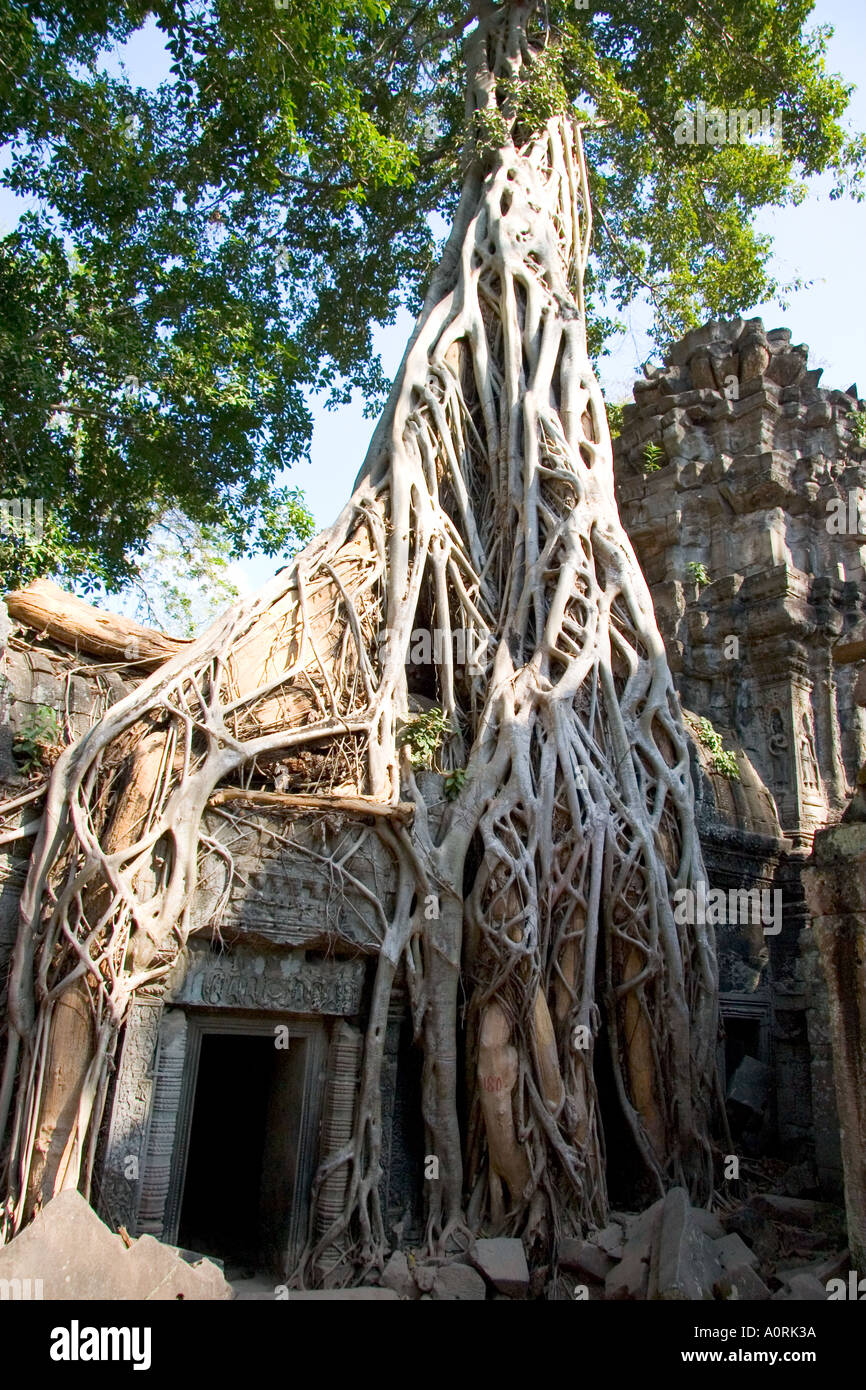 Shaded tree hi-res stock photography and images - Alamy