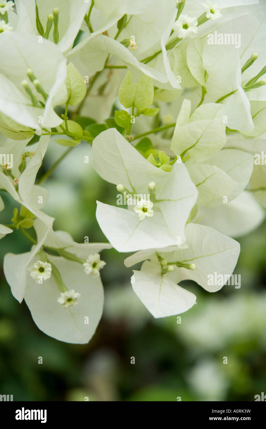 Flowers Goa India Asia Stock Photo - Alamy