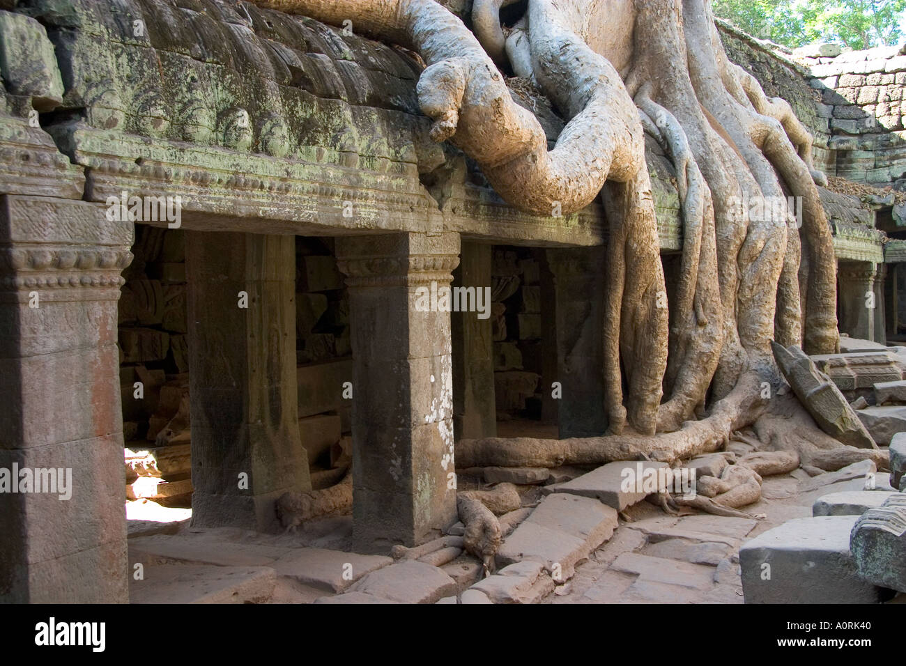 Massive Tree Roots over Walkway Stock Photo - Alamy