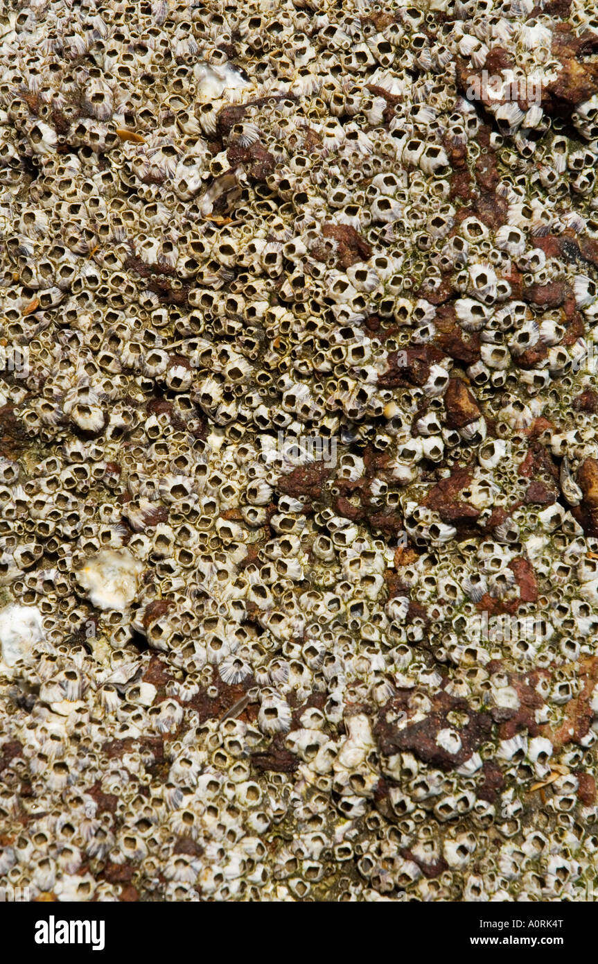Barnacles on rock on beach in Maharashtra state India Asia Stock Photo ...