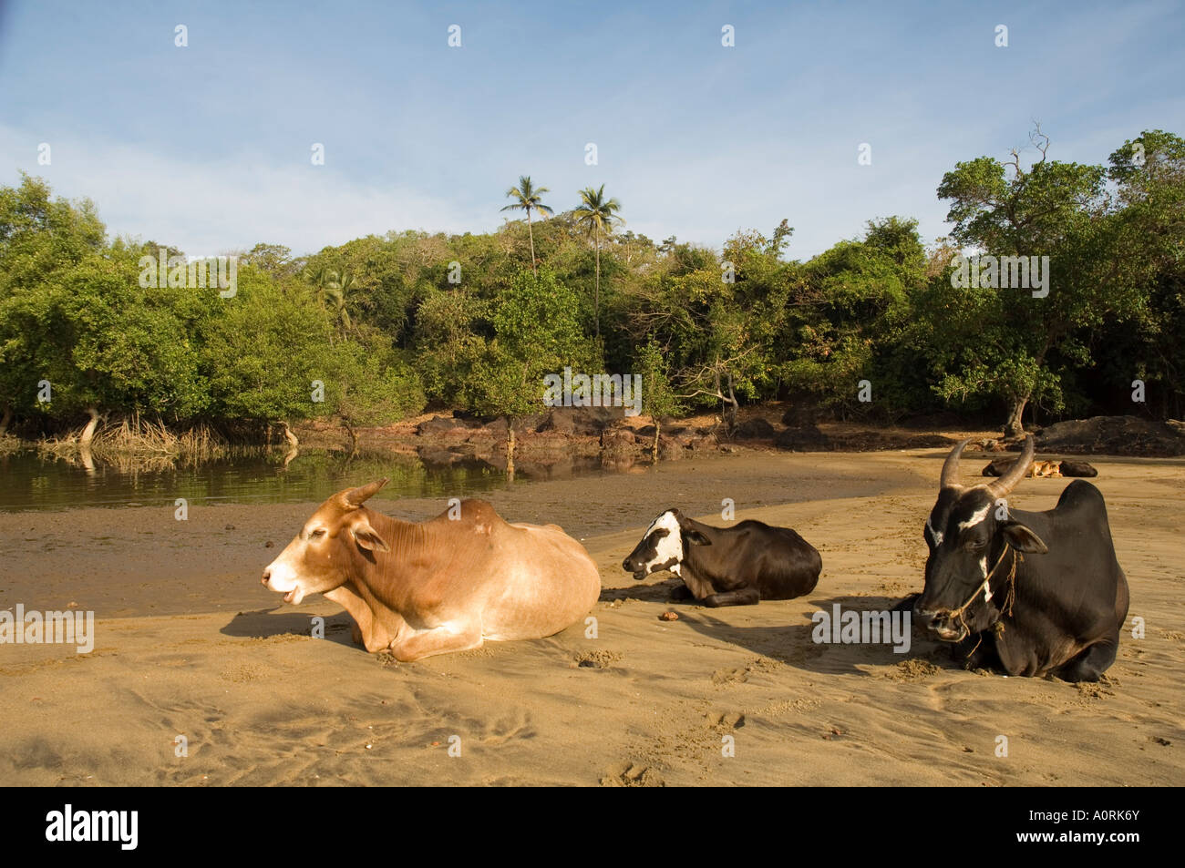 Cows on the bank of the Tiracol River Goa India Asia Stock Photo - Alamy