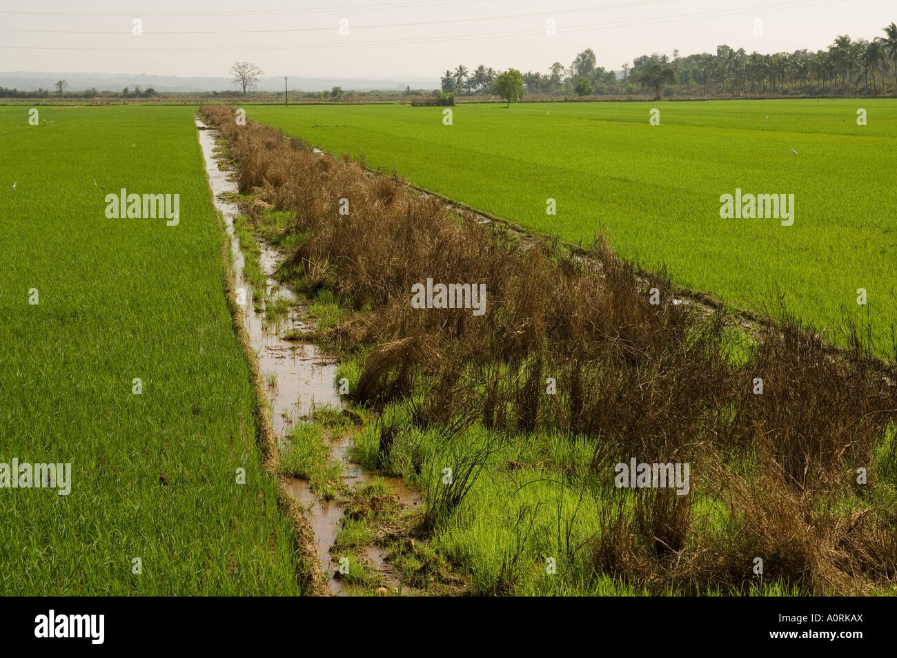 Typical agriculture Goa India Asia Stock Photo - Alamy