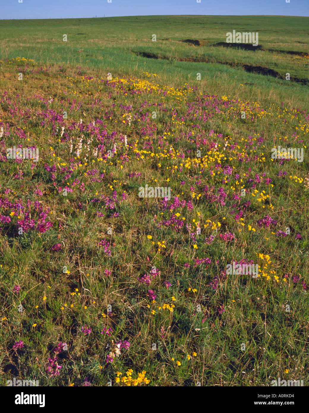 Plains Wildflowers on a Spring Morning Cedar Bluff State Park Kansas ...