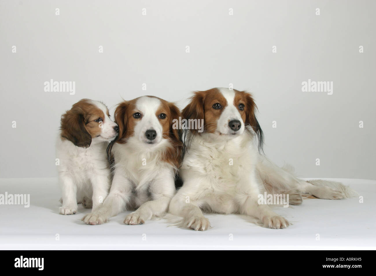 Small Dutch Waterfowl Dog / Kooikerhondje Stock Photo - Alamy