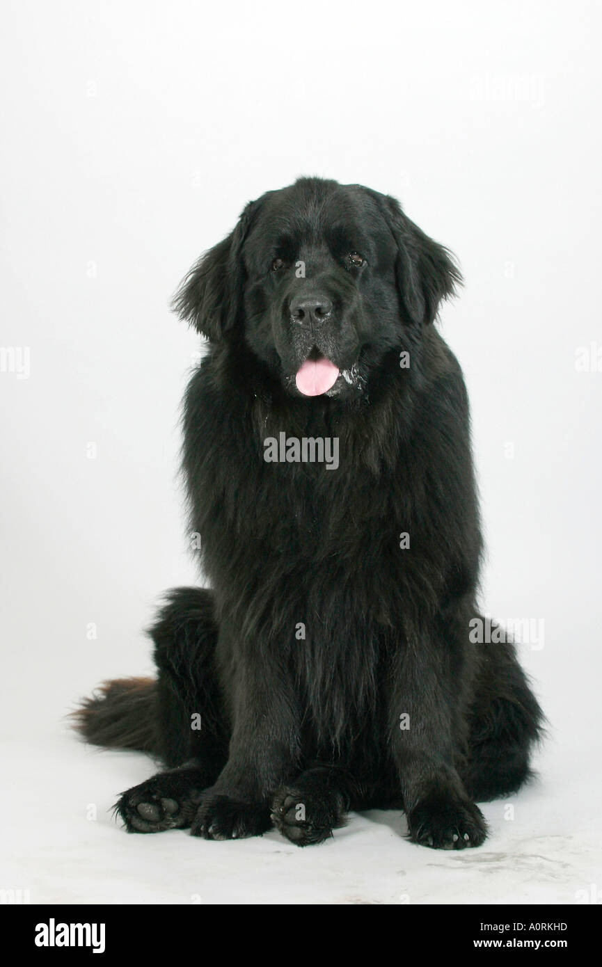 Newfoundland dog sitting in hi-res stock photography and images - Alamy