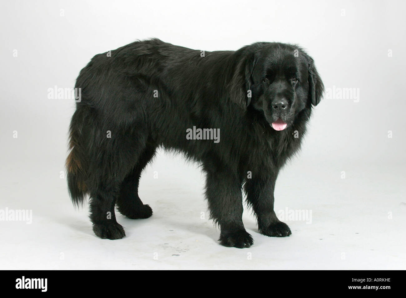 Newfoundland dog animals with black hi-res stock photography and images ...