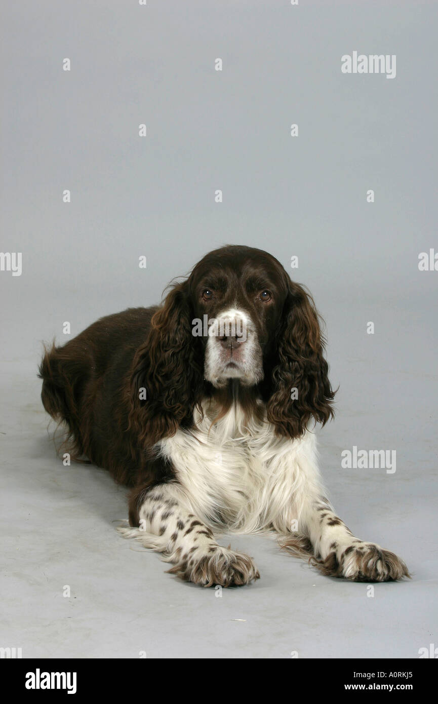 English Springer Spaniel Stock Photo - Alamy