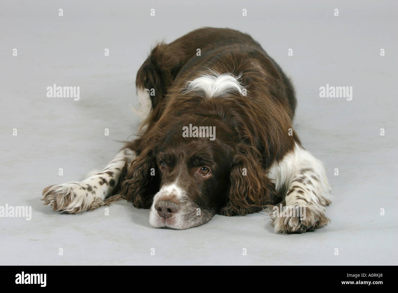 Adult springer spaniel hi-res stock photography and images - Alamy