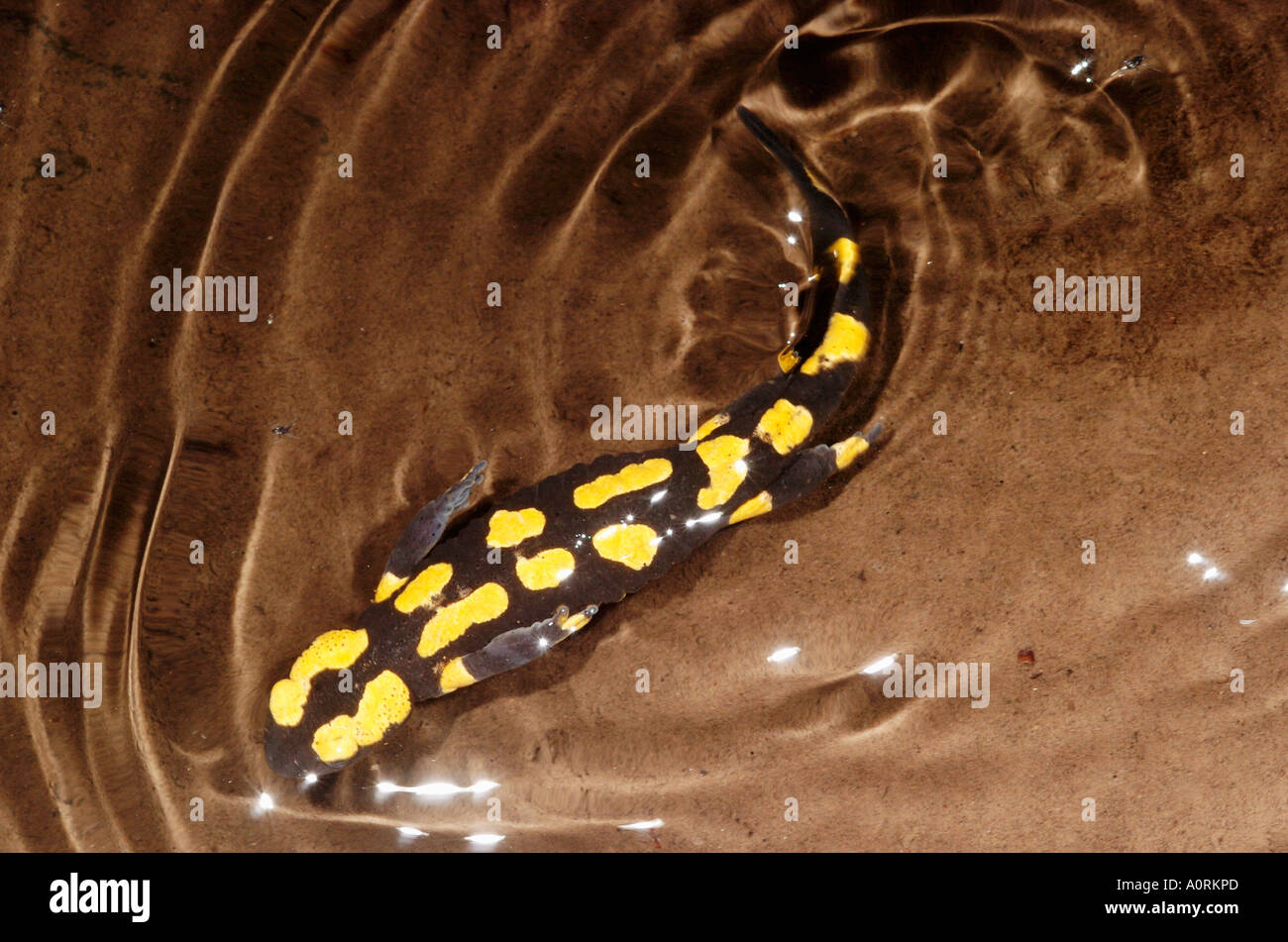 Fire salamander swimming hi-res stock photography and images - Alamy
