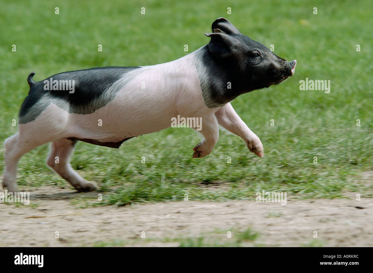 Domestic pig running in pig hi-res stock photography and images - Alamy