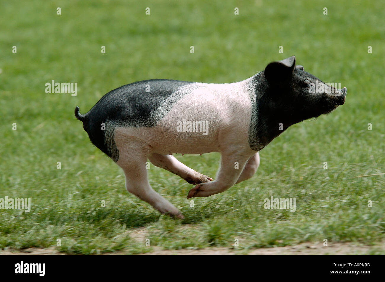 Domestic pig running in pig hi-res stock photography and images - Alamy