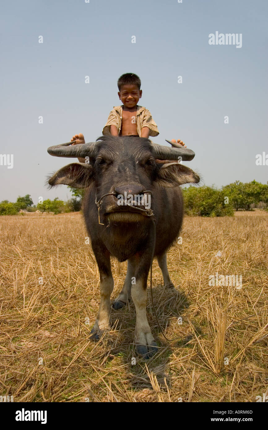 Boy and His Water Buffalo Stock Photo - Alamy