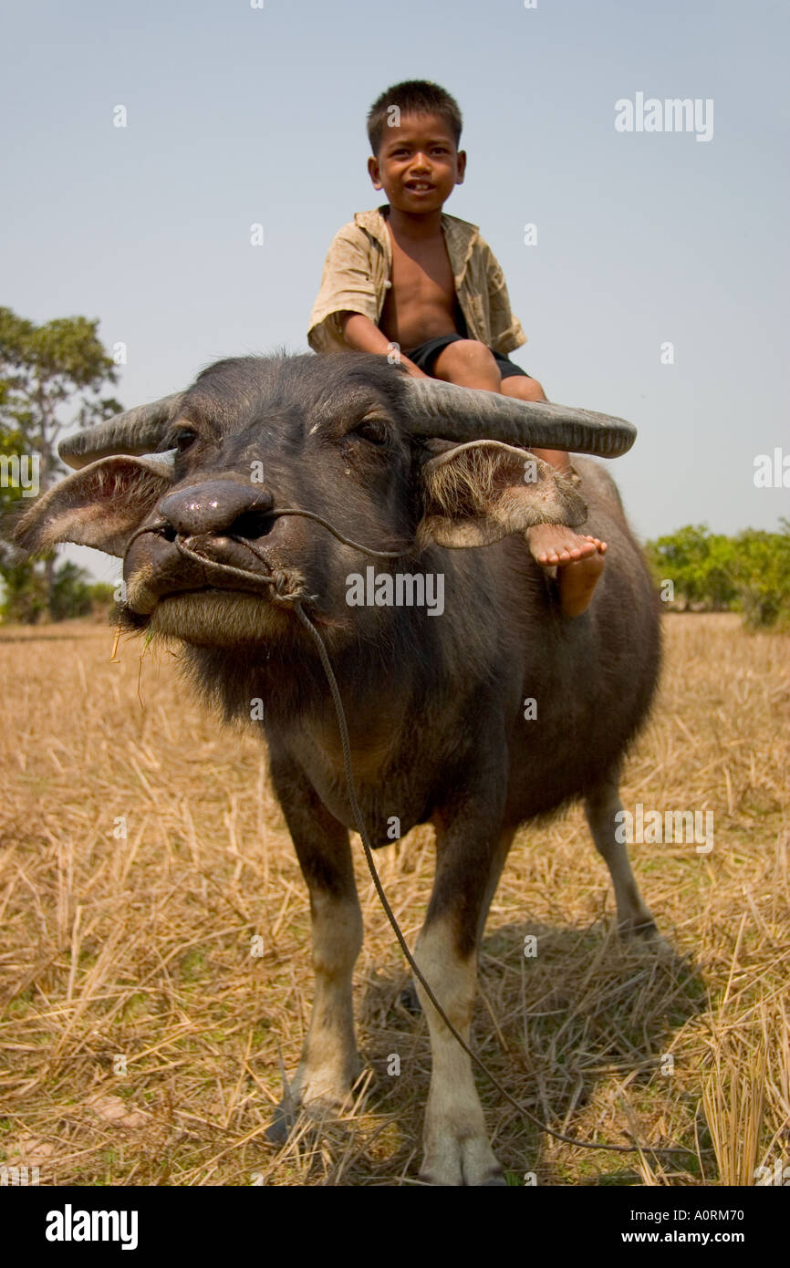 Boy and Water Buffalo Stock Photo - Alamy