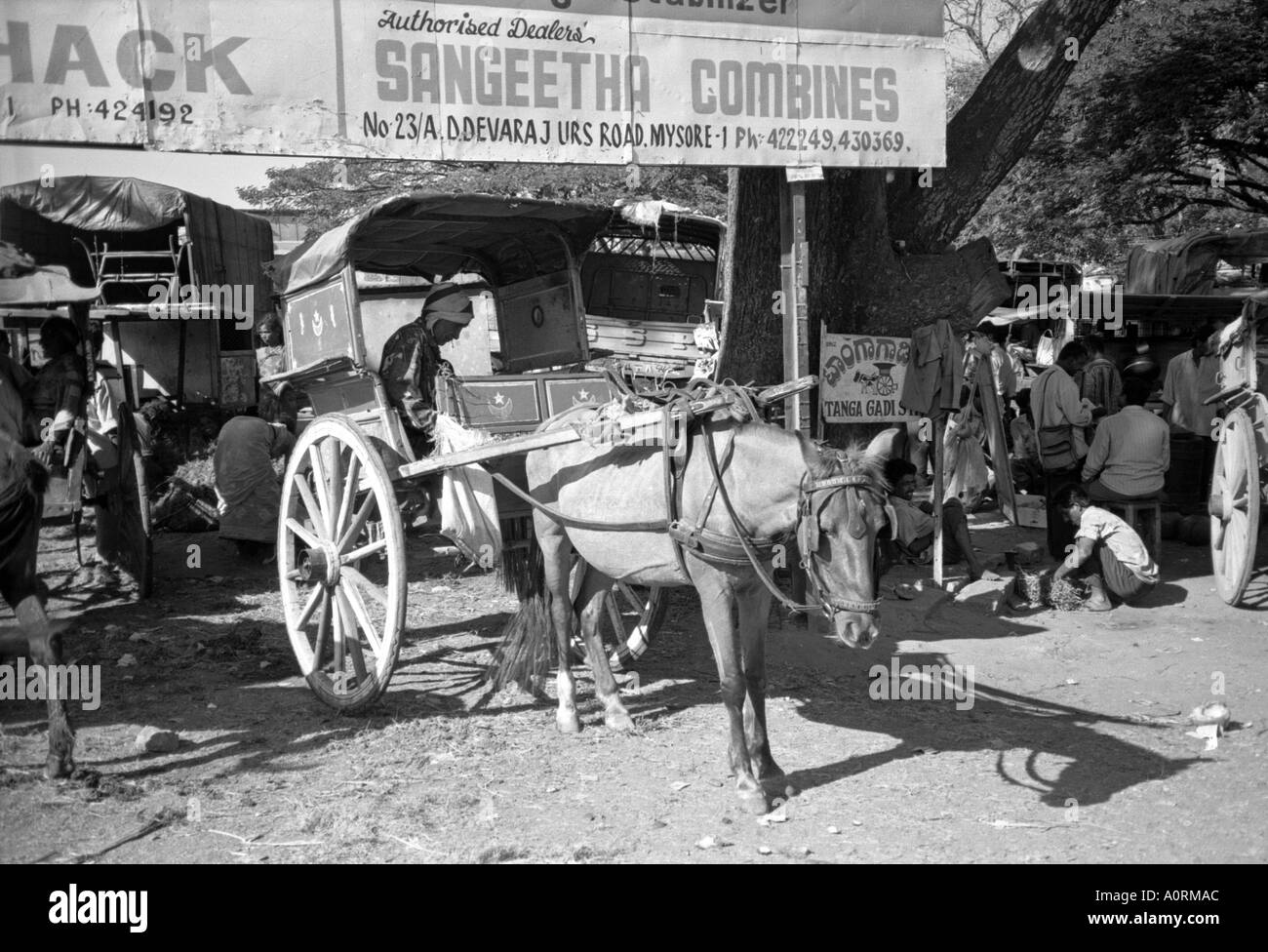 Characteristic tradition rural horse mule cart carry people busy market ...