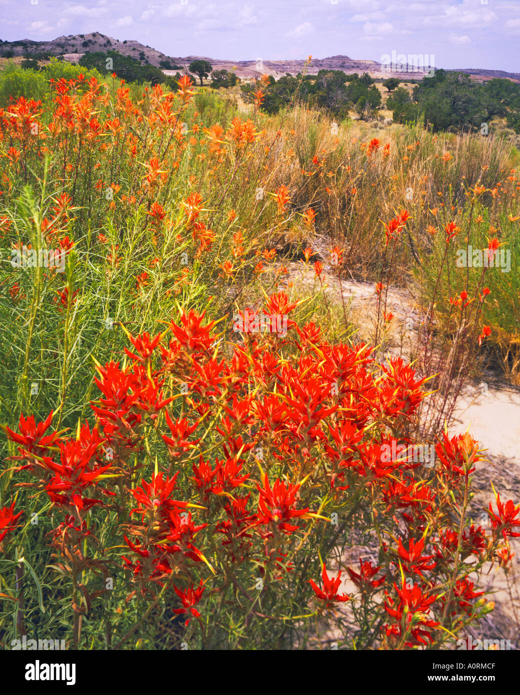 Big Red Paintbrush along the Continental Divide on a Summer Afternoon ...