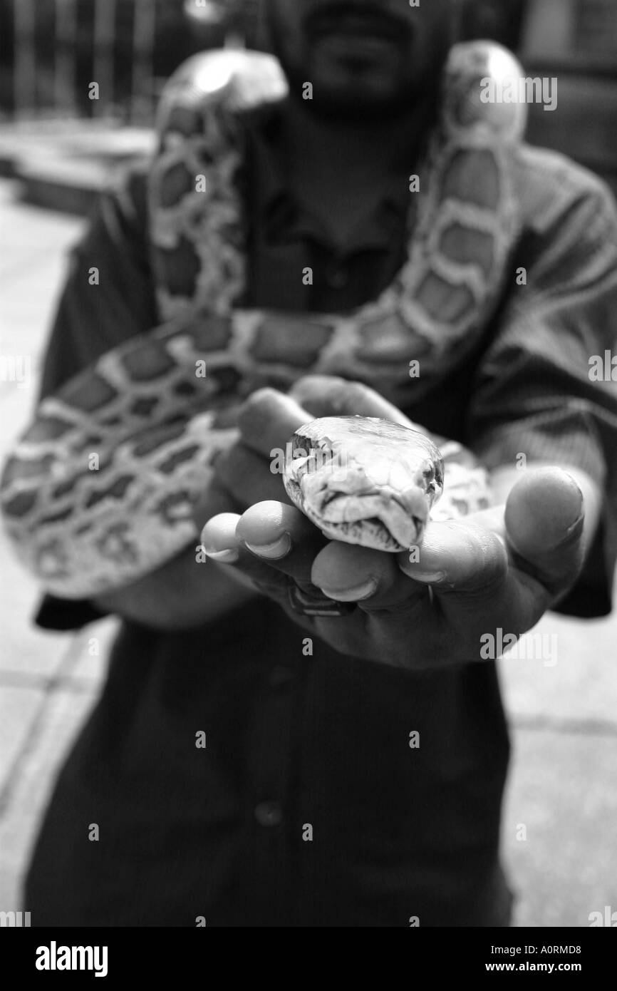 Man and Python Snake Black White Stock Photo - Alamy