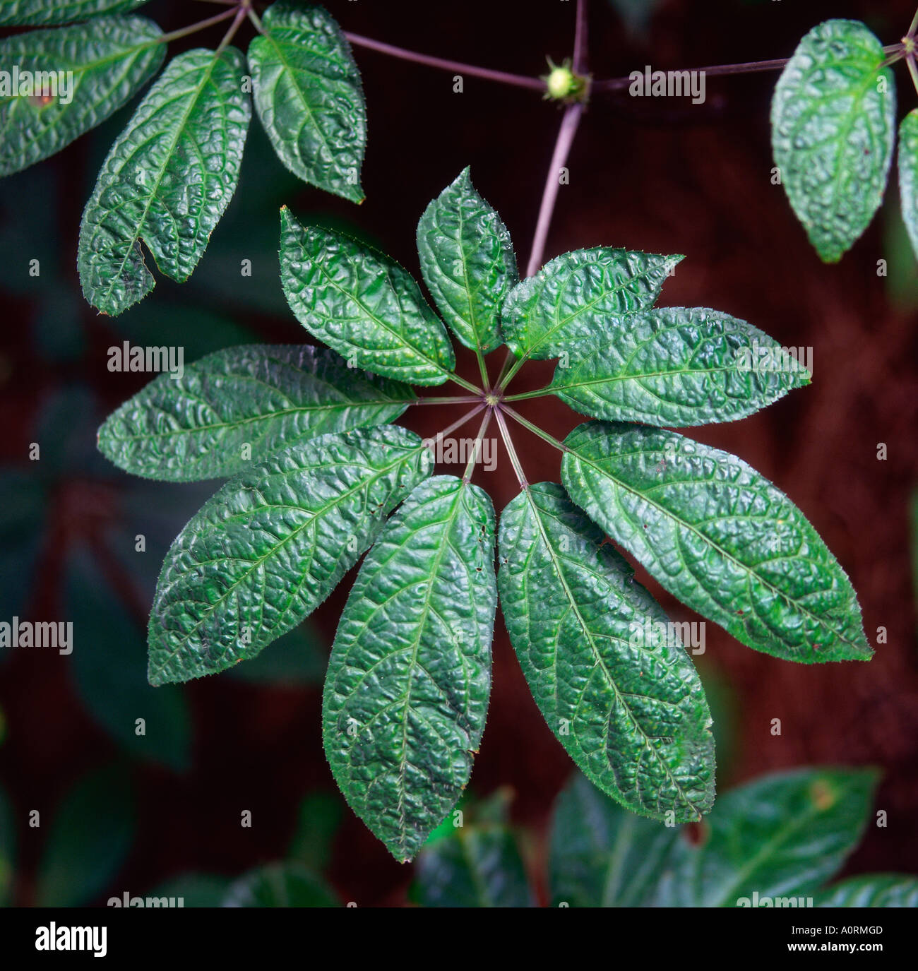 Notoginseng / Pseudoginseng Stock Photo - Alamy