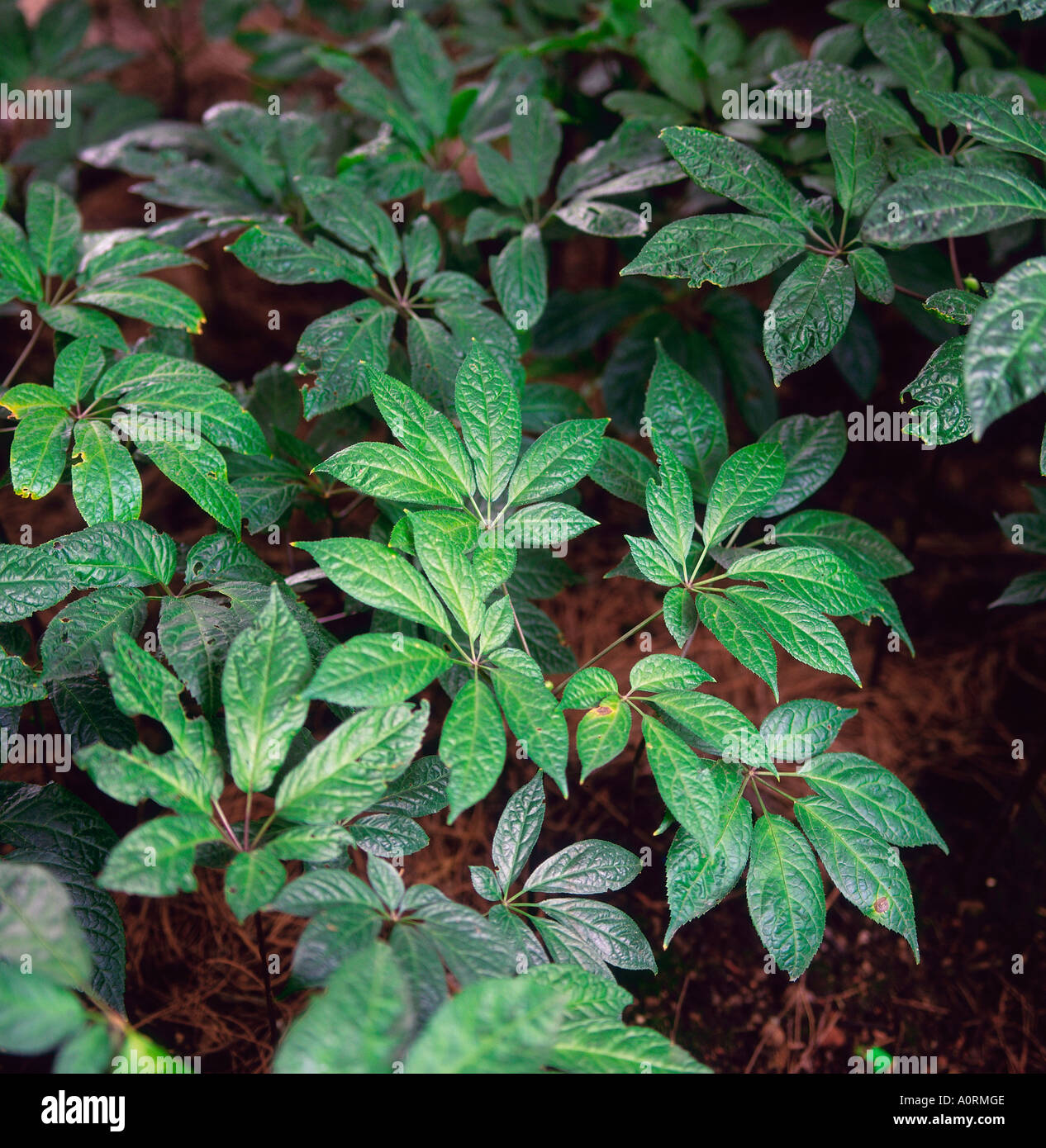 Notoginseng / Pseudoginseng Stock Photo - Alamy