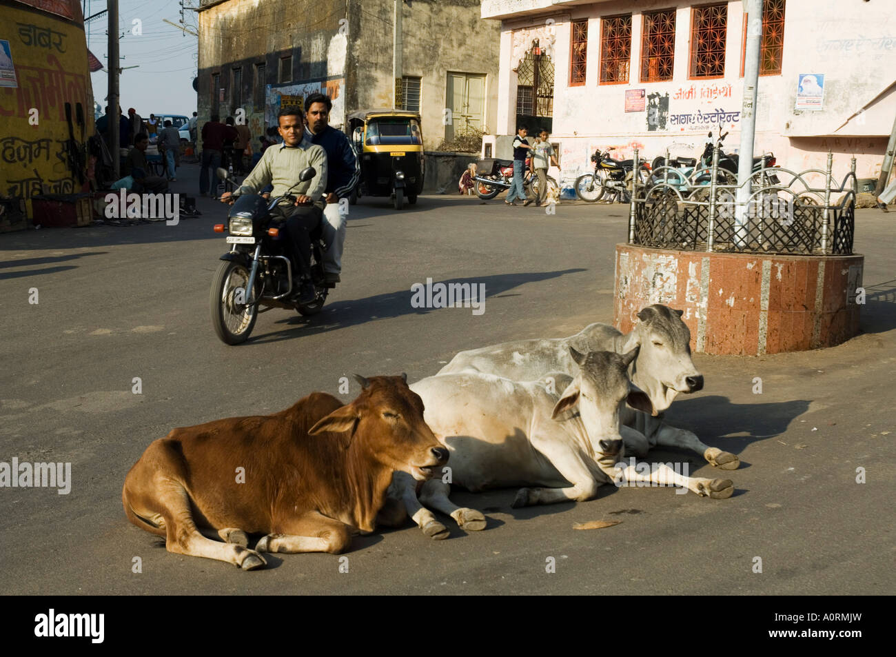 Holy cows on streets of Dungarpur Rajasthan state India Asia Stock ...
