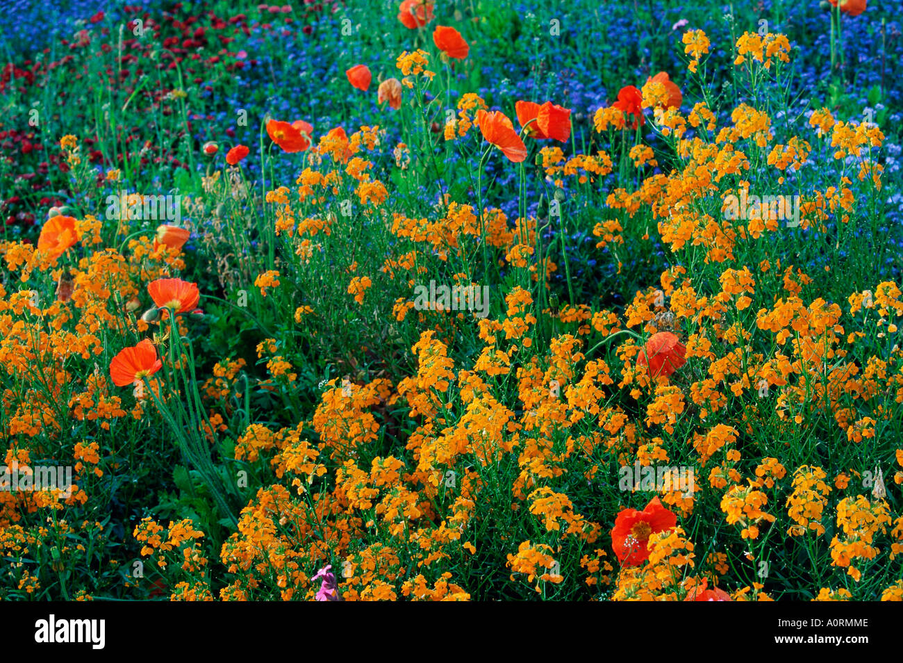 Golden Bedder High Resolution Stock Photography and Images - Alamy