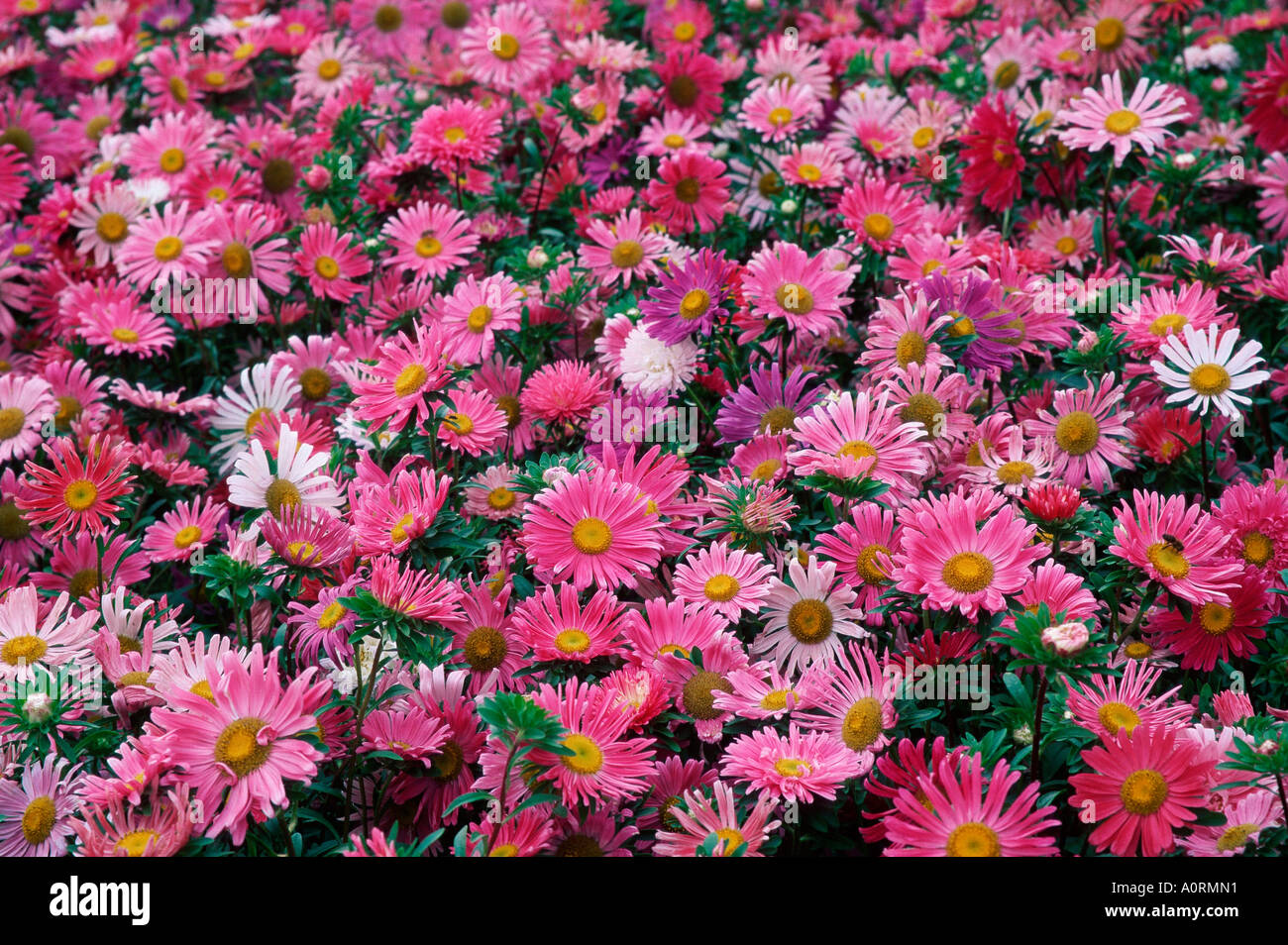 Aster spec hi-res stock photography and images - Alamy