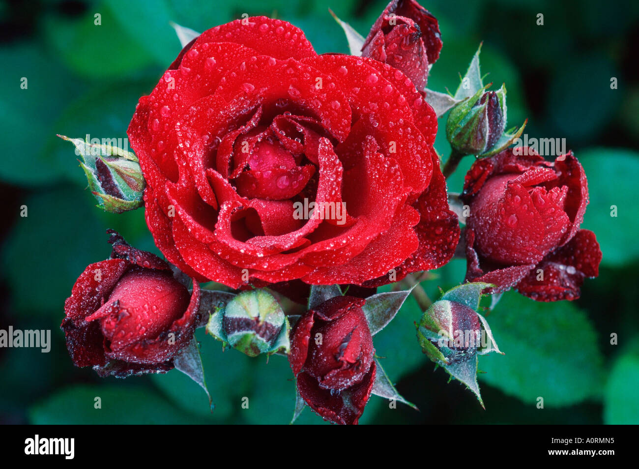 Pusta High Resolution Stock Photography and Images - Alamy