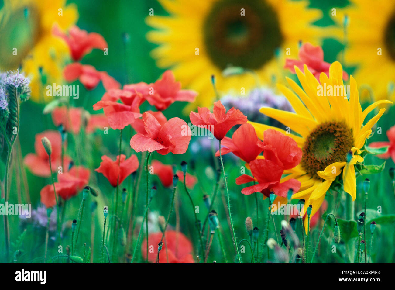 Sunflower and Poppy Stock Photo - Alamy