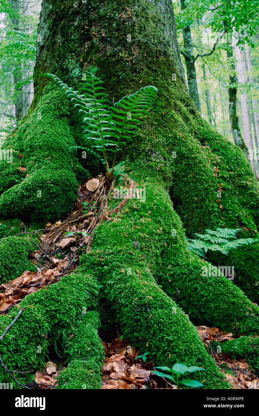 Sycamore tree roots hi-res stock photography and images - Alamy