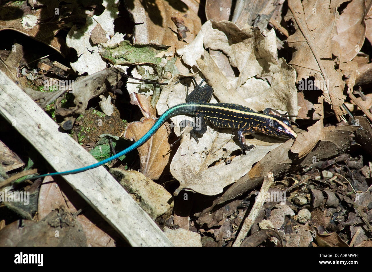 Lizard Costa Rica Central America Stock Photo - Alamy