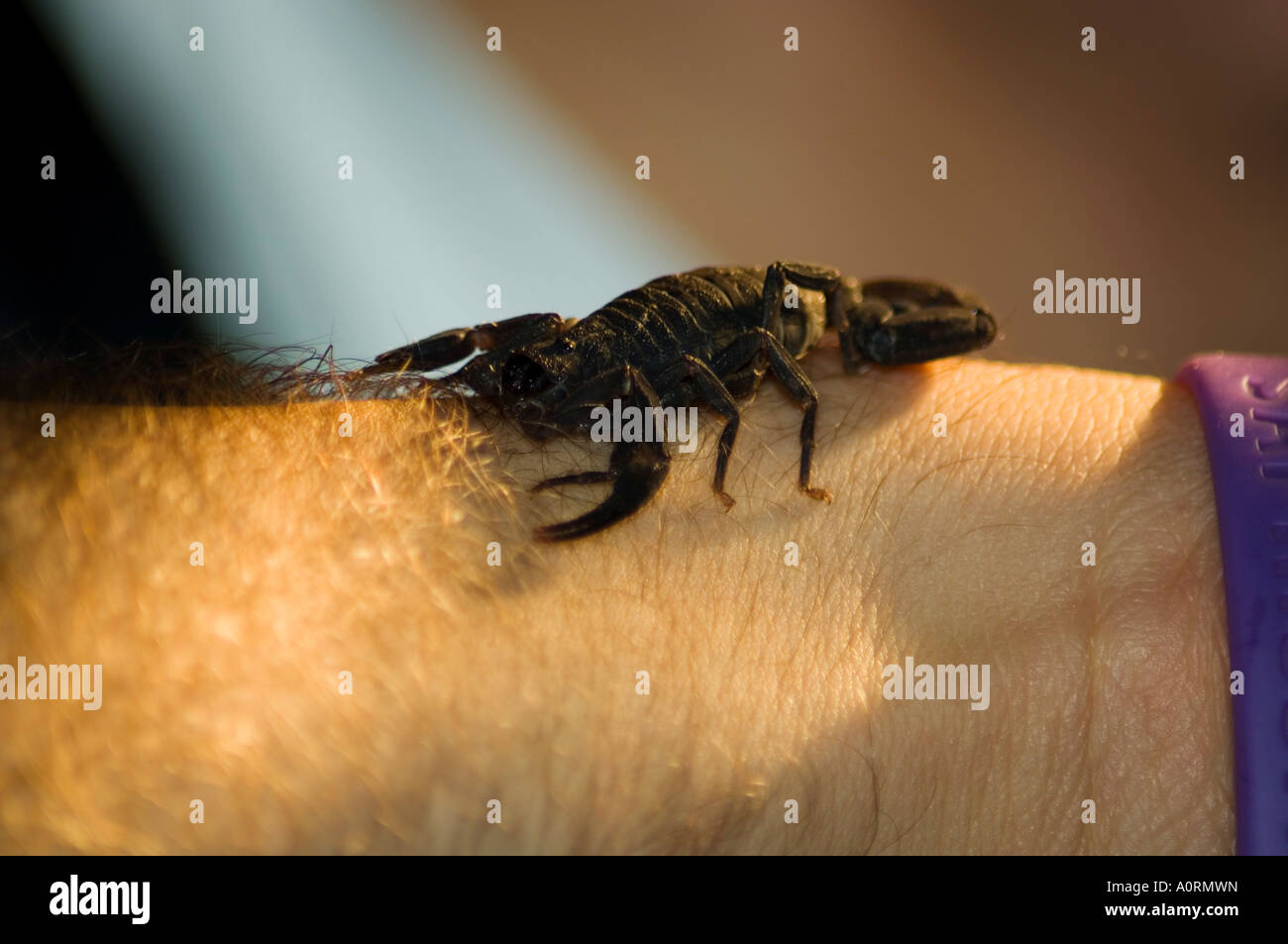 Scorpion Monteverde Cloud Forest National Park Monteverde Costa Rica ...