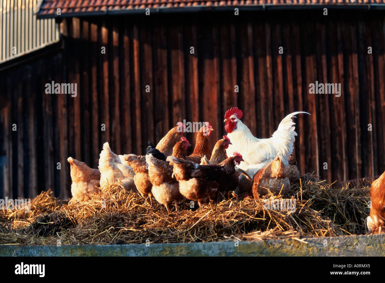Rooster dunghill hi-res stock photography and images - Alamy