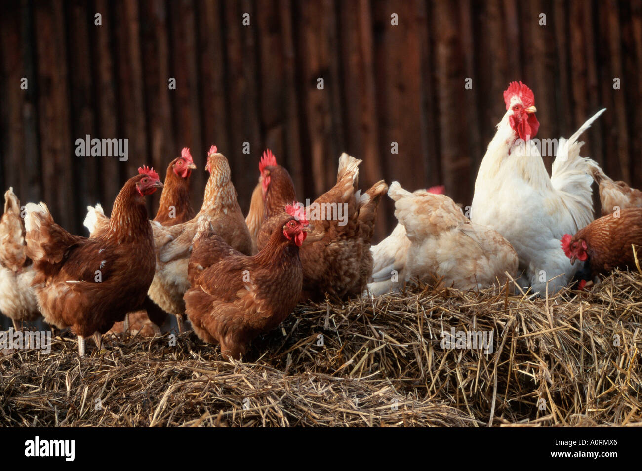 Rooster dunghill hi-res stock photography and images - Alamy