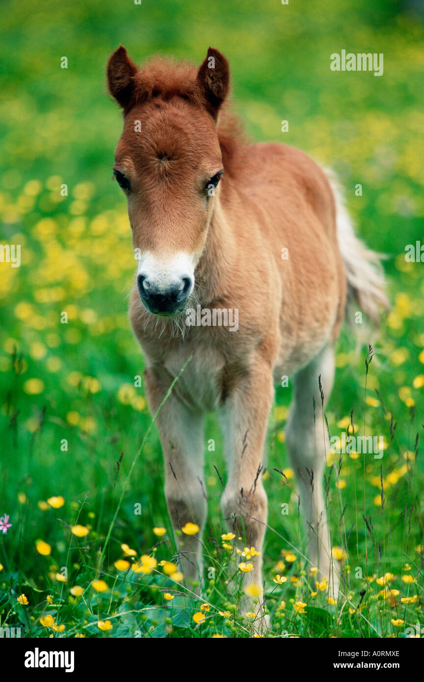 Shetland pony foal shetty hi-res stock photography and images - Alamy