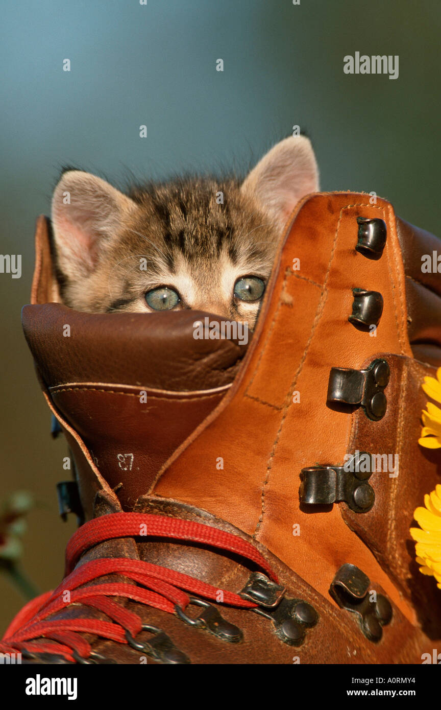 Cat with shoe hi-res stock photography and images - Alamy
