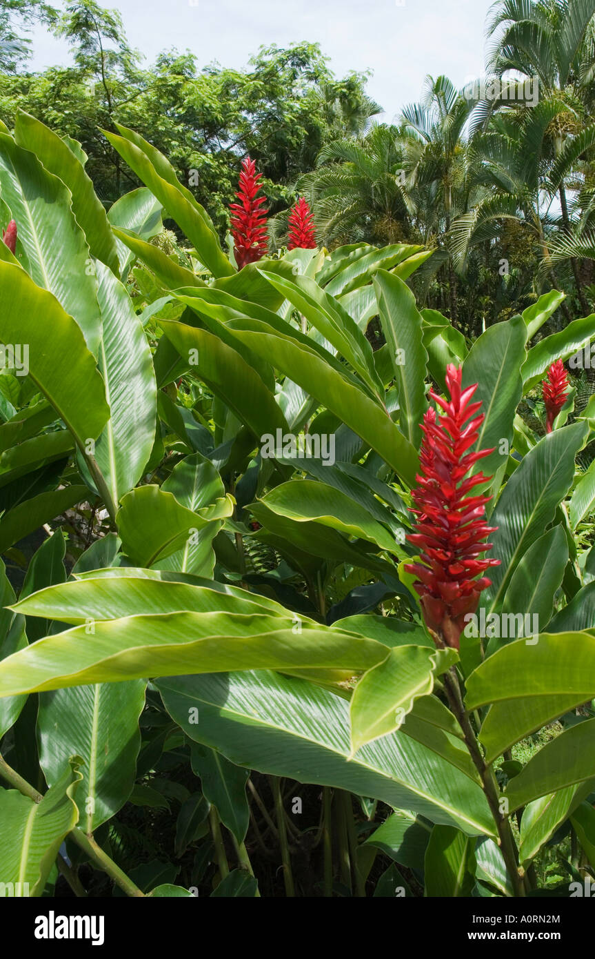 Ginger Costa Rica Central America Stock Photo - Alamy