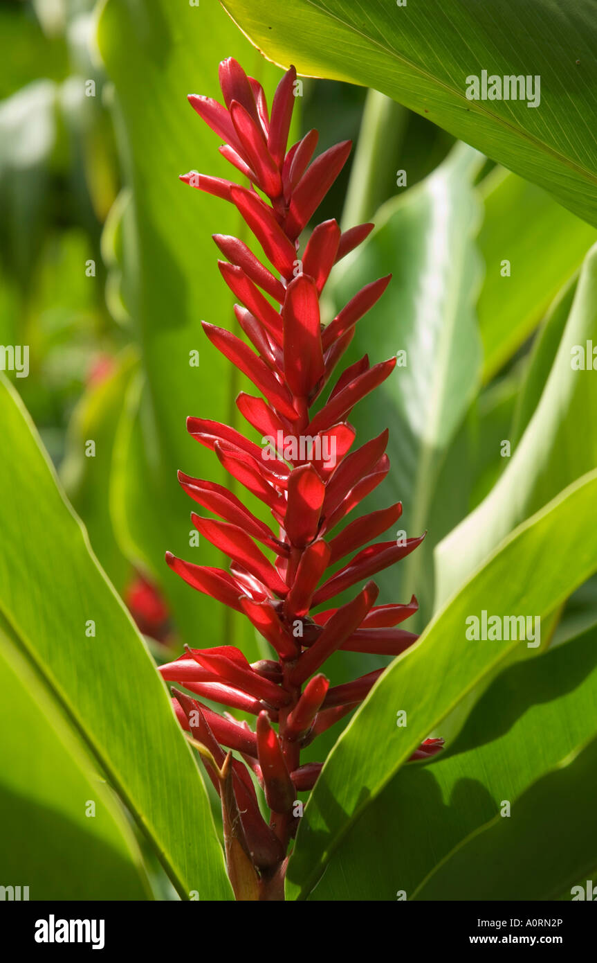 Ginger Costa Rica Central America Stock Photo - Alamy