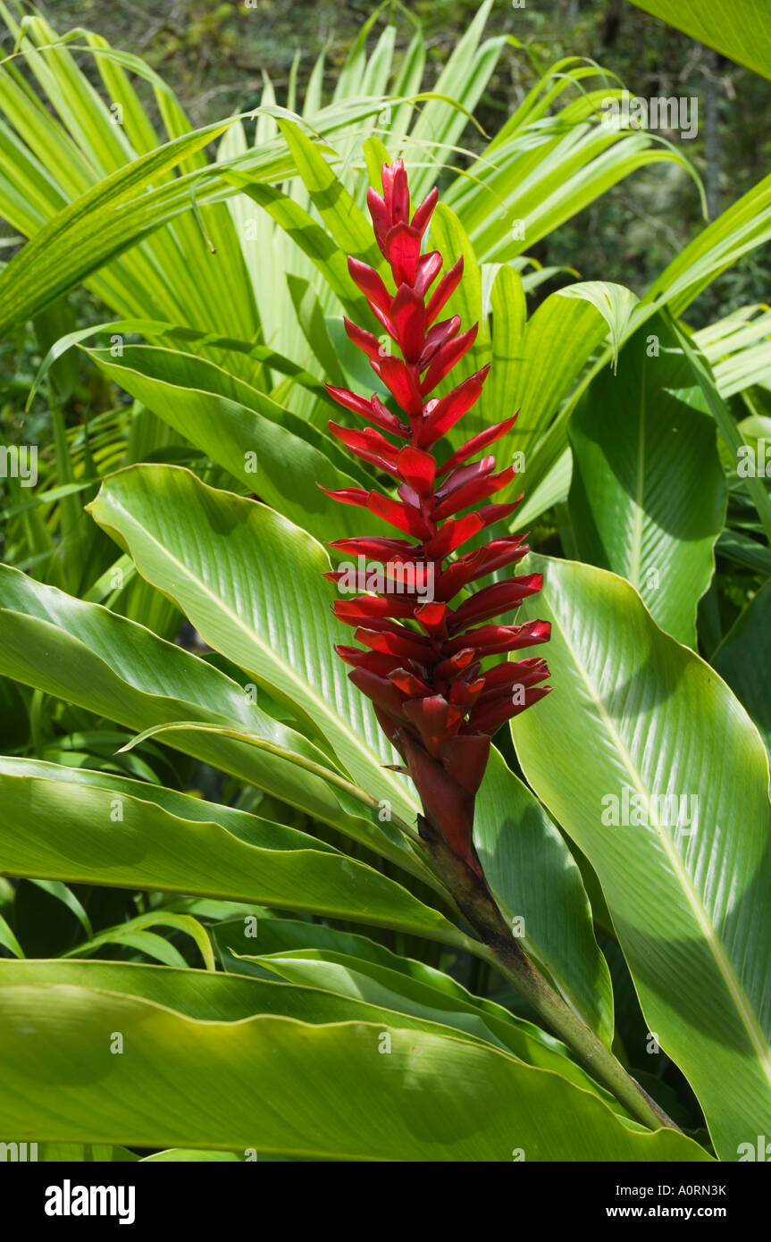Ginger Costa Rica Central America Stock Photo - Alamy