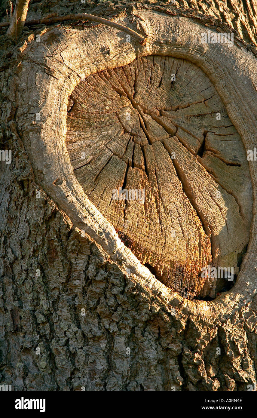 Tree Trunck and Bark Stock Photo - Alamy
