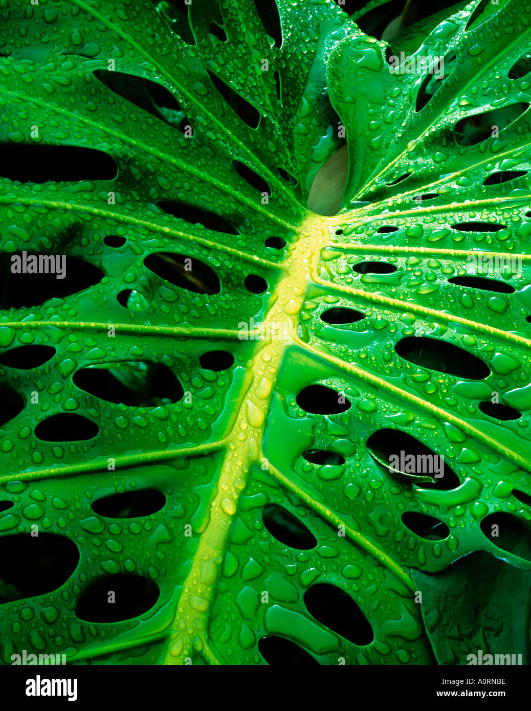 Raindrops on Monstera Iao Valley State Park Island of Maui Hawaii Stock ...
