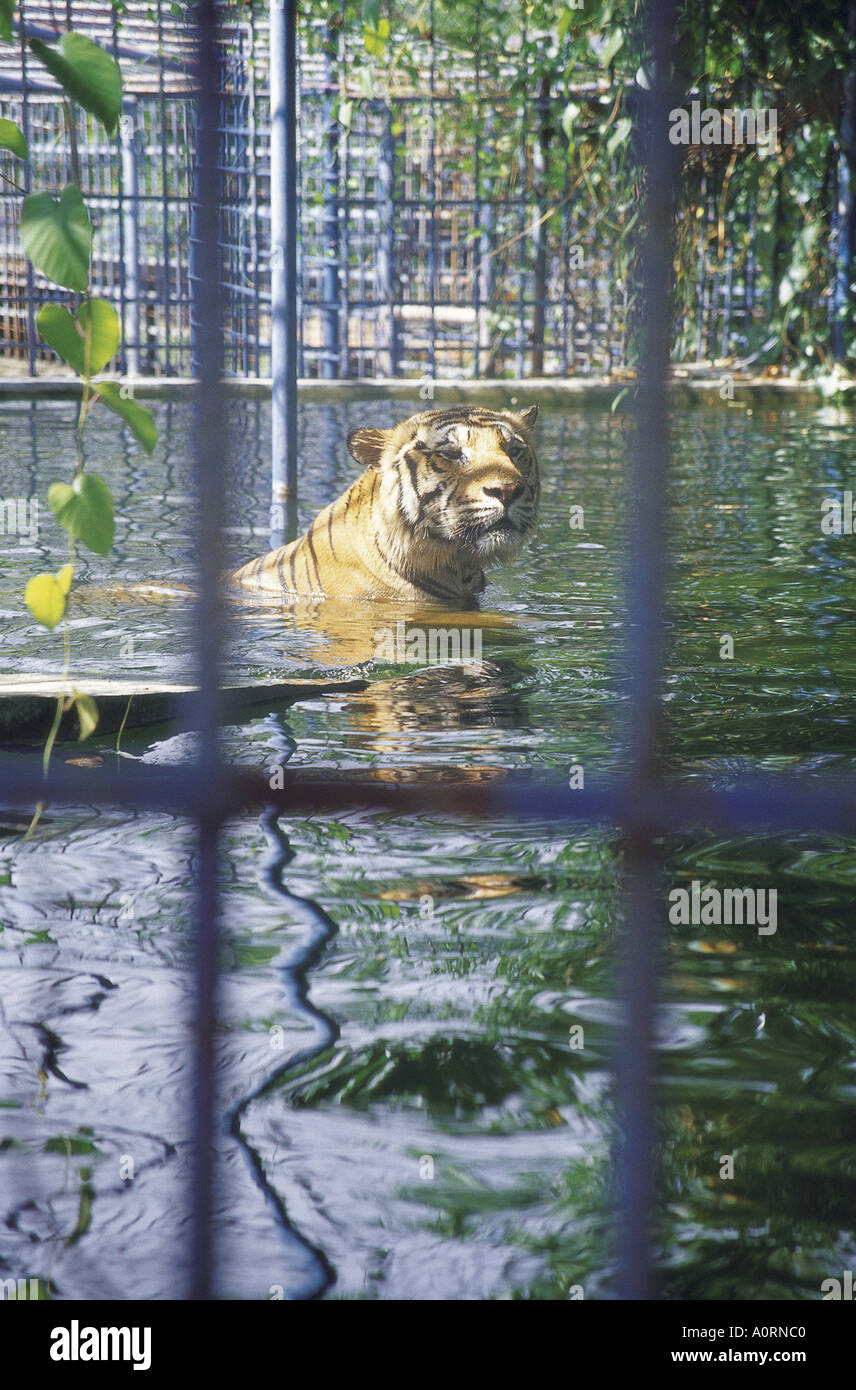 tiger kampot zoo cambodia Stock Photo - Alamy