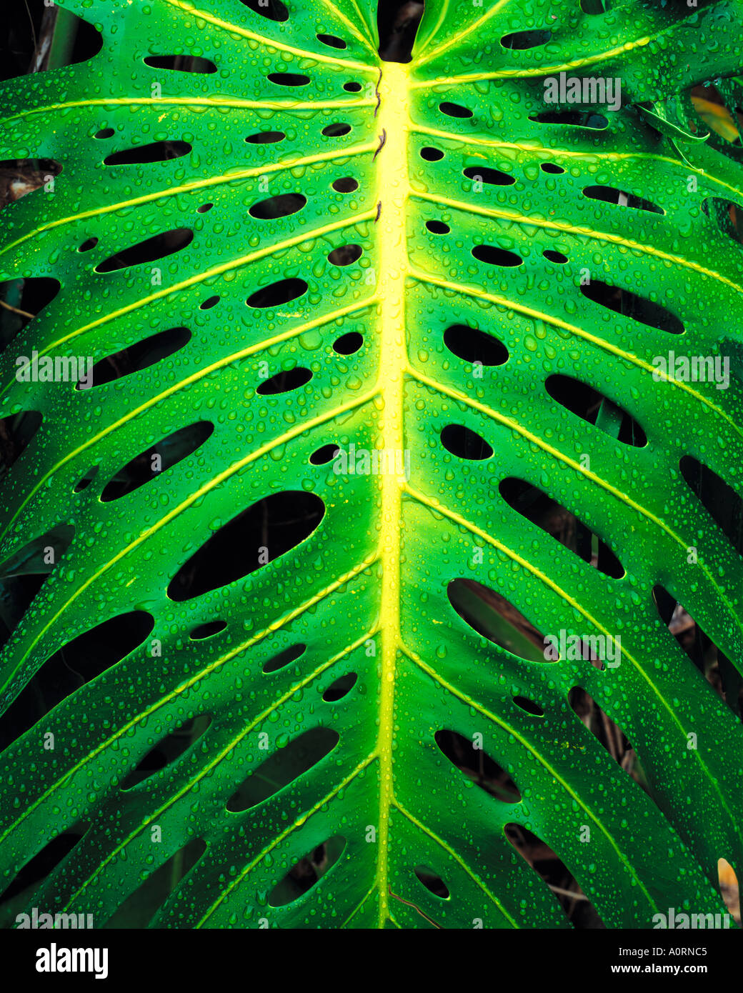 Monstera Plant in Rain Iao Valley State Park Maui Hawaii Stock Photo ...